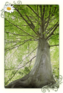 Glimmer Tree | Fairy Godmother Academy